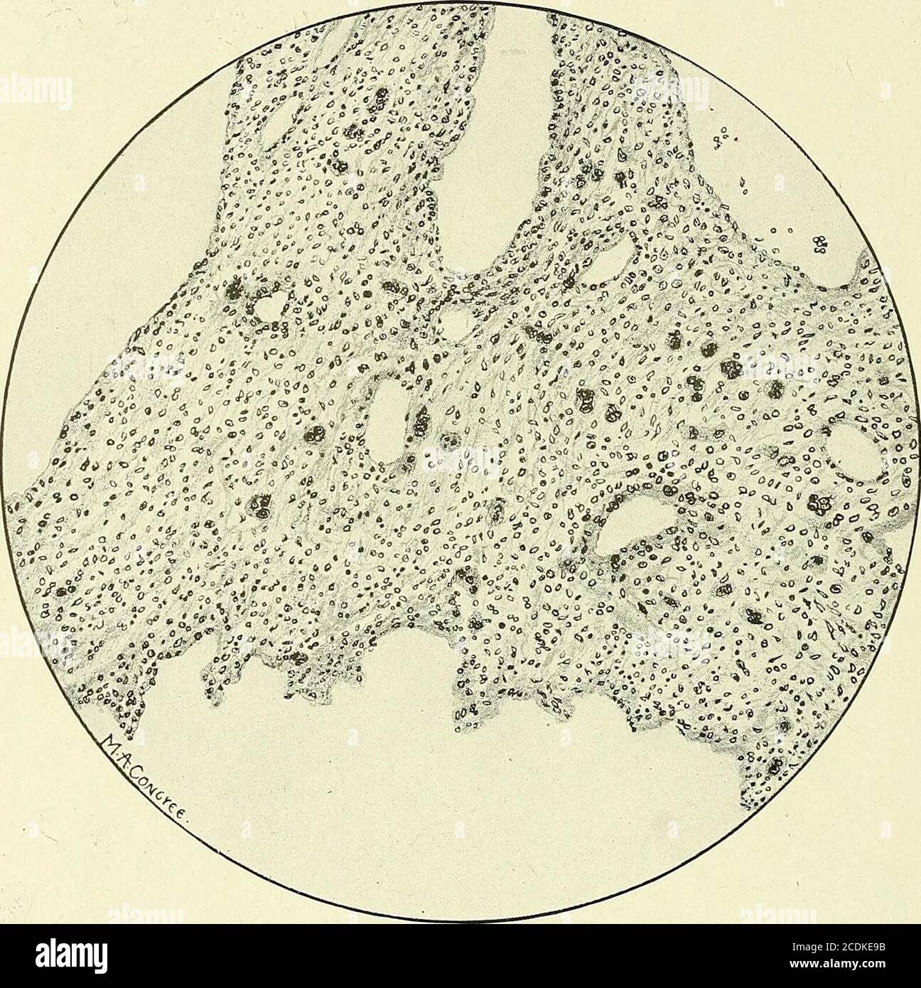 . Ginecologia : . tessuto logico c'è una limitazione locale e temporale ...
