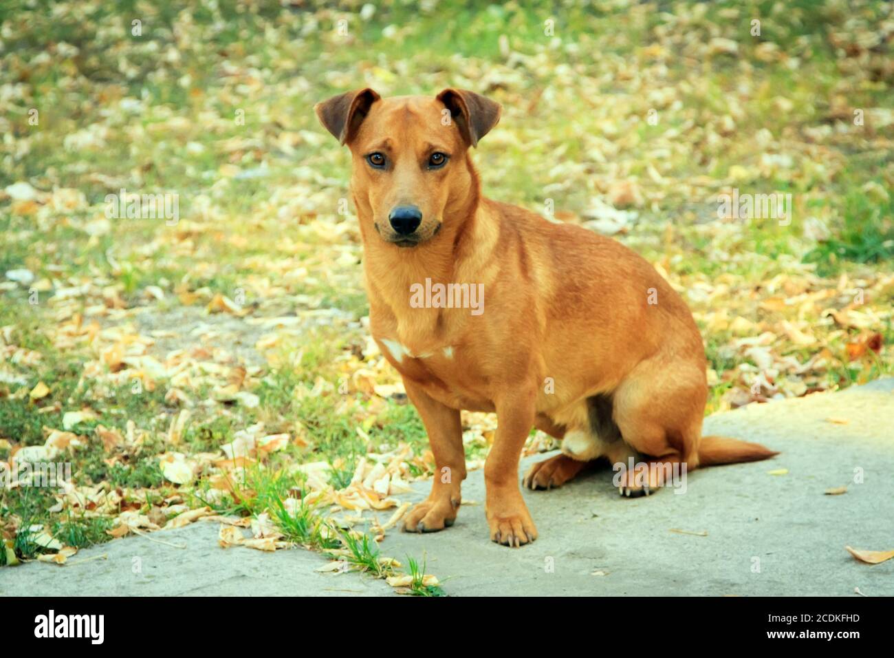 Cane seduto in giardino immagini e fotografie stock ad alta risoluzione ...