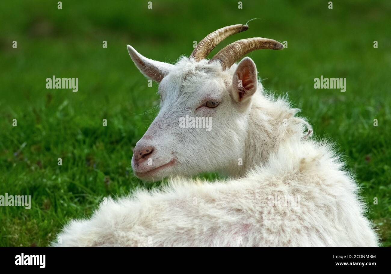 Sembra capra immagini e fotografie stock ad alta risoluzione - Alamy