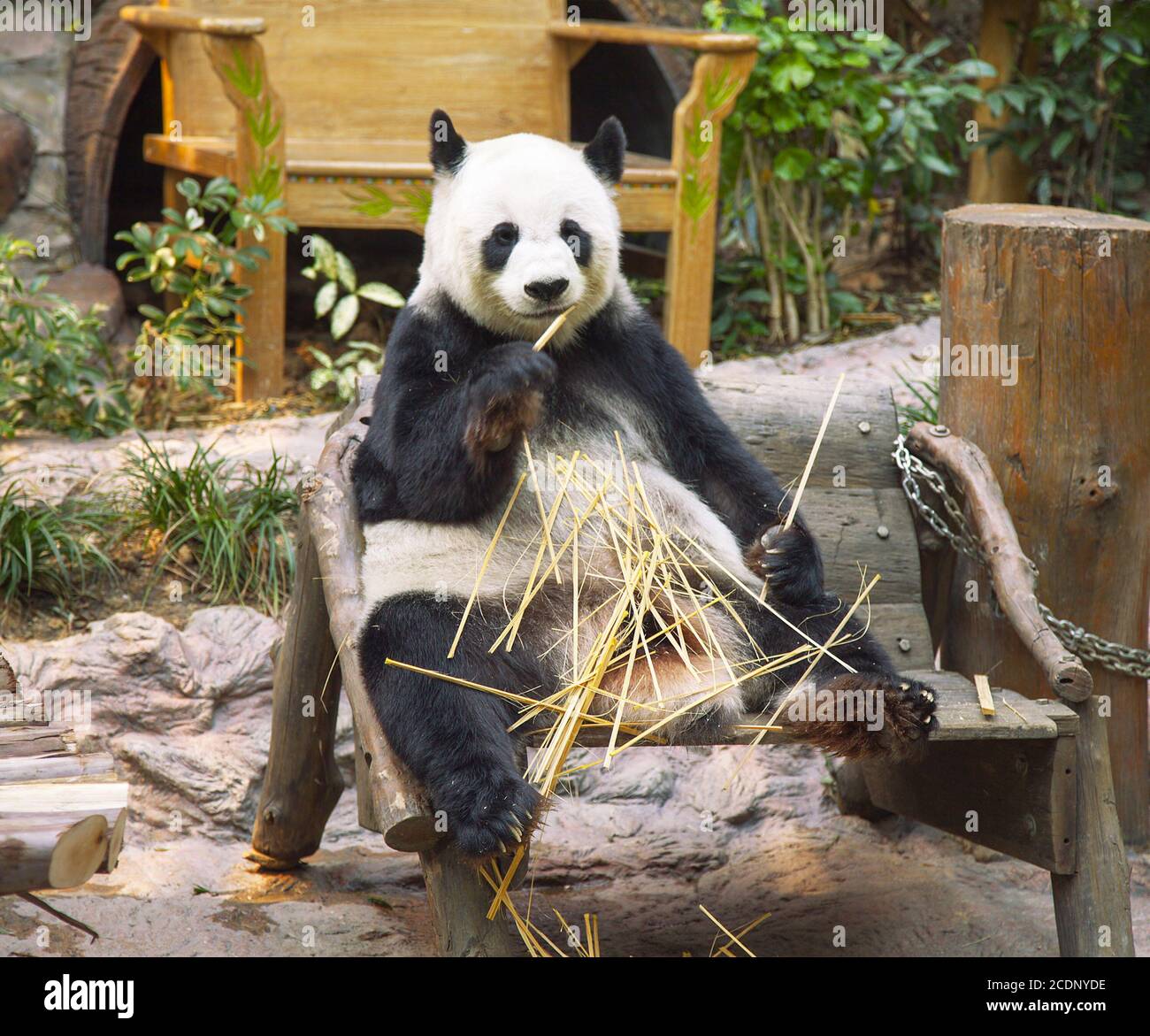 Chinese panda bear immagini e fotografie stock ad alta risoluzione - Alamy