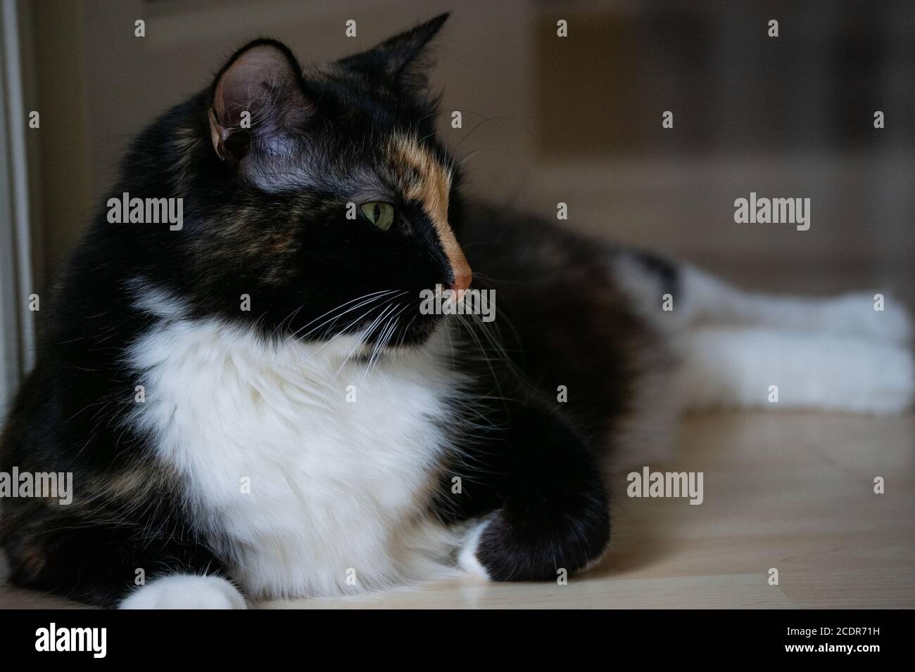 Gatto colorato tri immagini e fotografie stock ad alta risoluzione - Alamy