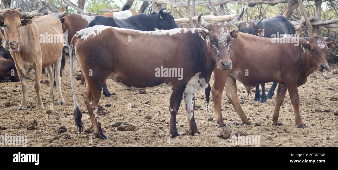 Mucche al lavoro immagini e fotografie stock ad alta risoluzione - Alamy