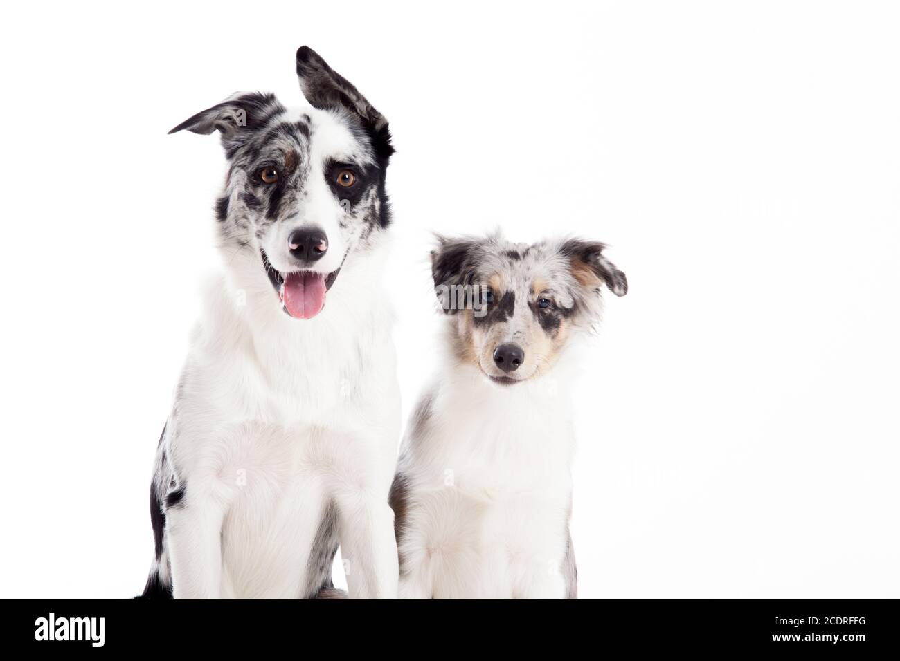 Ritratto di cane blue merle immagini e fotografie stock ad alta ...