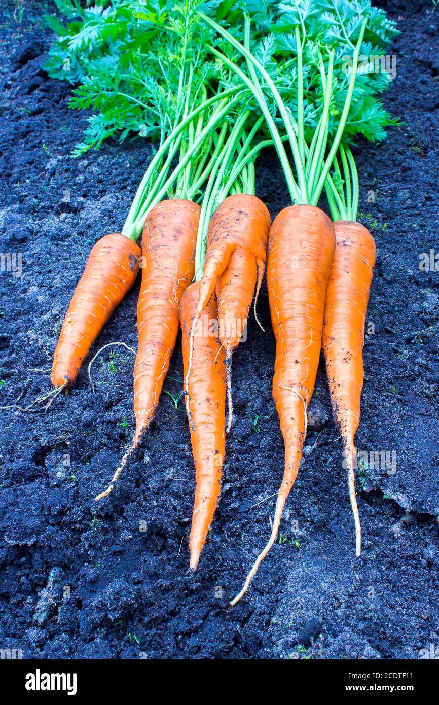 Carote con terra immagini e fotografie stock ad alta risoluzione - Alamy