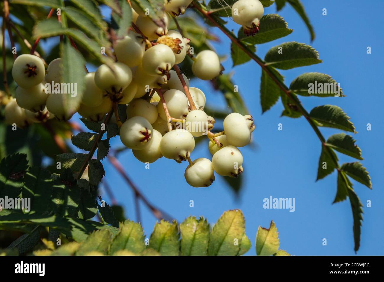 Sorbus fruticosa immagini e fotografie stock ad alta risoluzione - Alamy