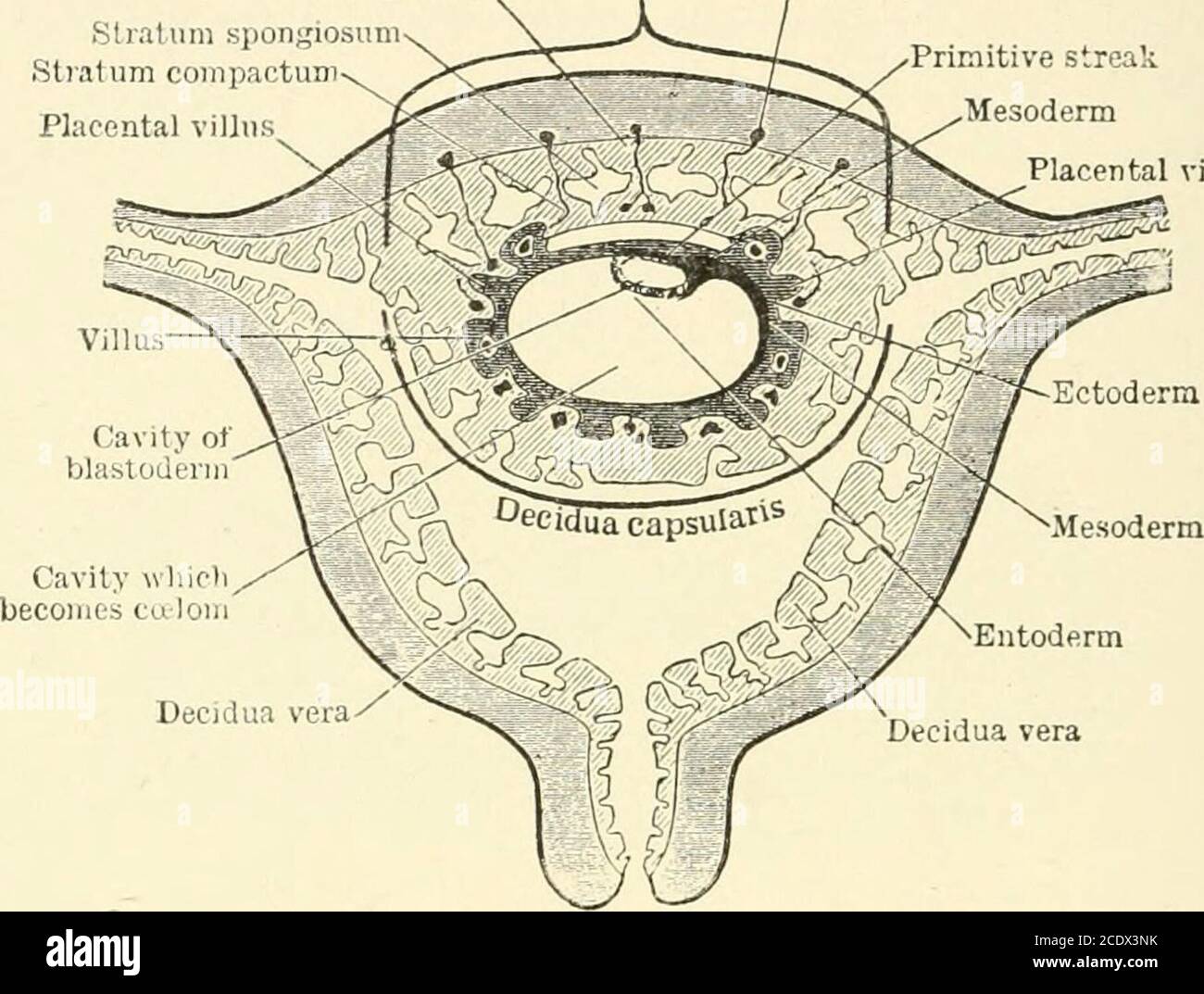 Corvo villoso immagini e fotografie stock ad alta risoluzione - Alamy