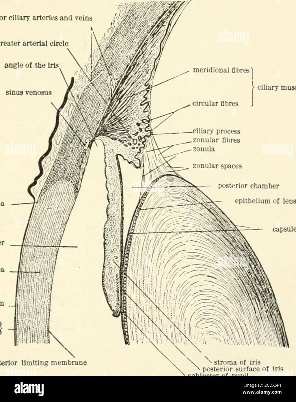 Ganglio cervicale superiore immagini e fotografie stock ad alta ...