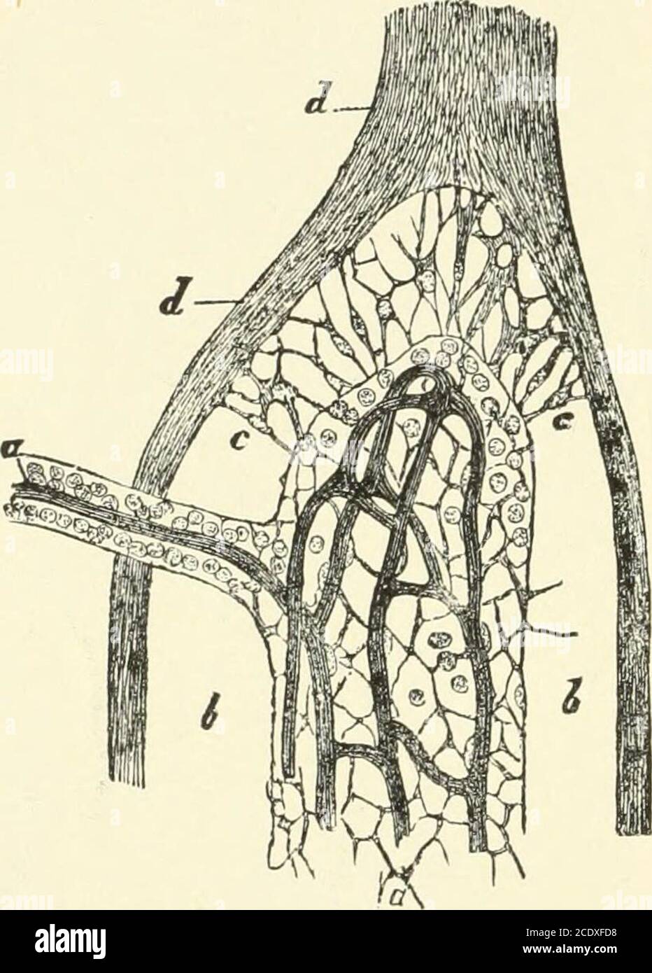 . Manuale di fisiologia di Kirkes: Vena giugulare interna sinistra e ...