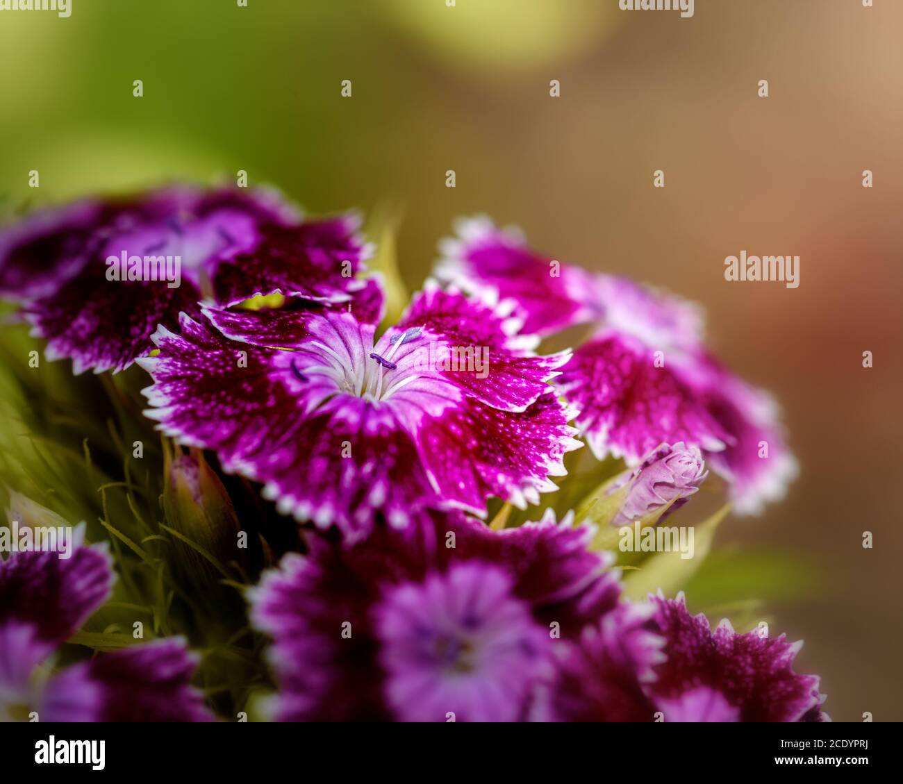 Rosa garofano turco immagini e fotografie stock ad alta risoluzione - Alamy