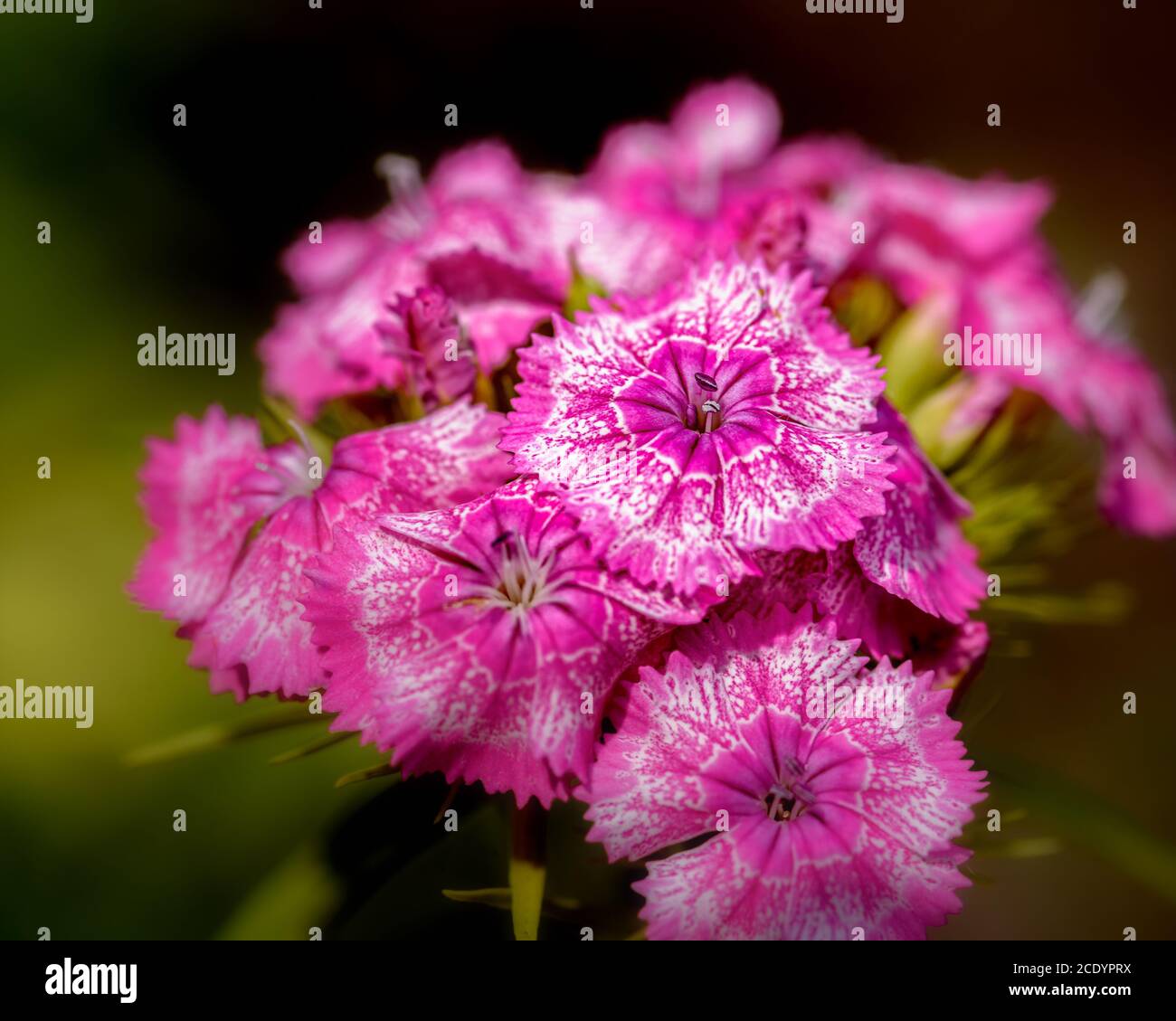 Rosa garofano turco immagini e fotografie stock ad alta risoluzione - Alamy