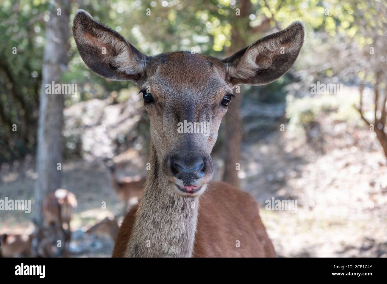 Cervo e capriolo immagini e fotografie stock ad alta risoluzione - Alamy