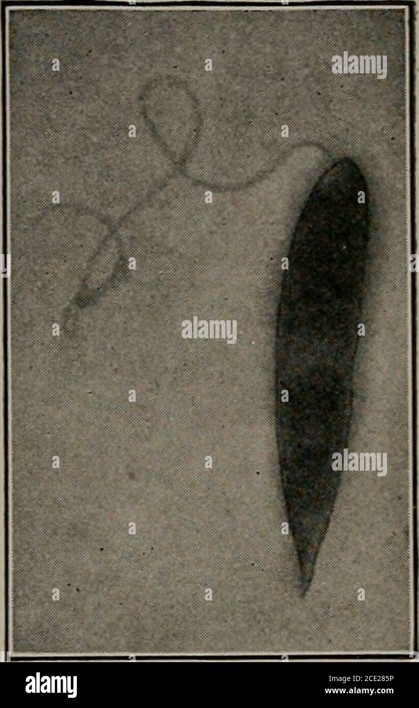. Biologia . Fig. 21.-protozoi flagellati, Chilomonas, Peranema e ...