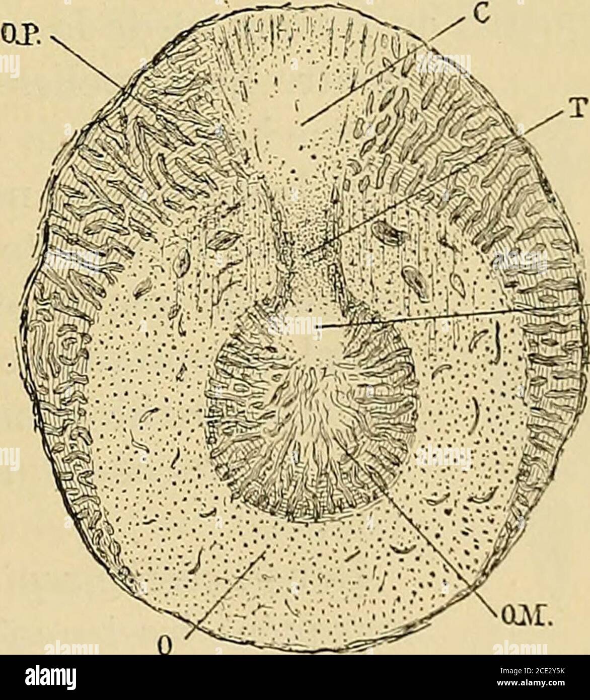 . Traité de chirurgie clinique et opératoire . Fig. G7. Irritation du ...