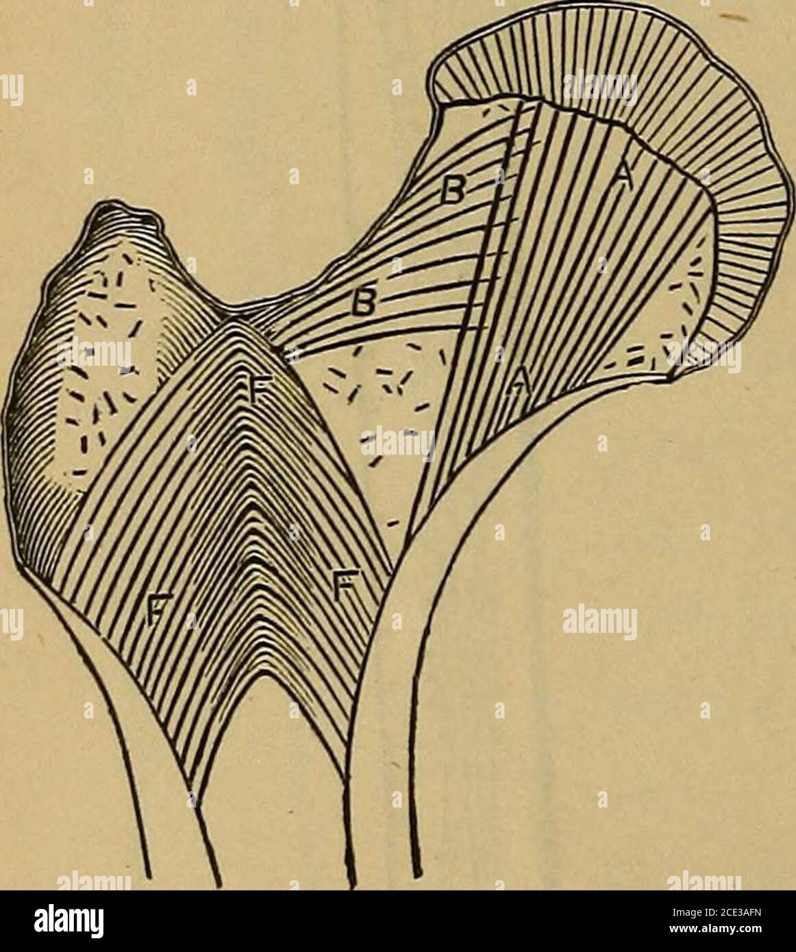 Anatomia del femore posteriormente immagini e fotografie stock ad alta ...