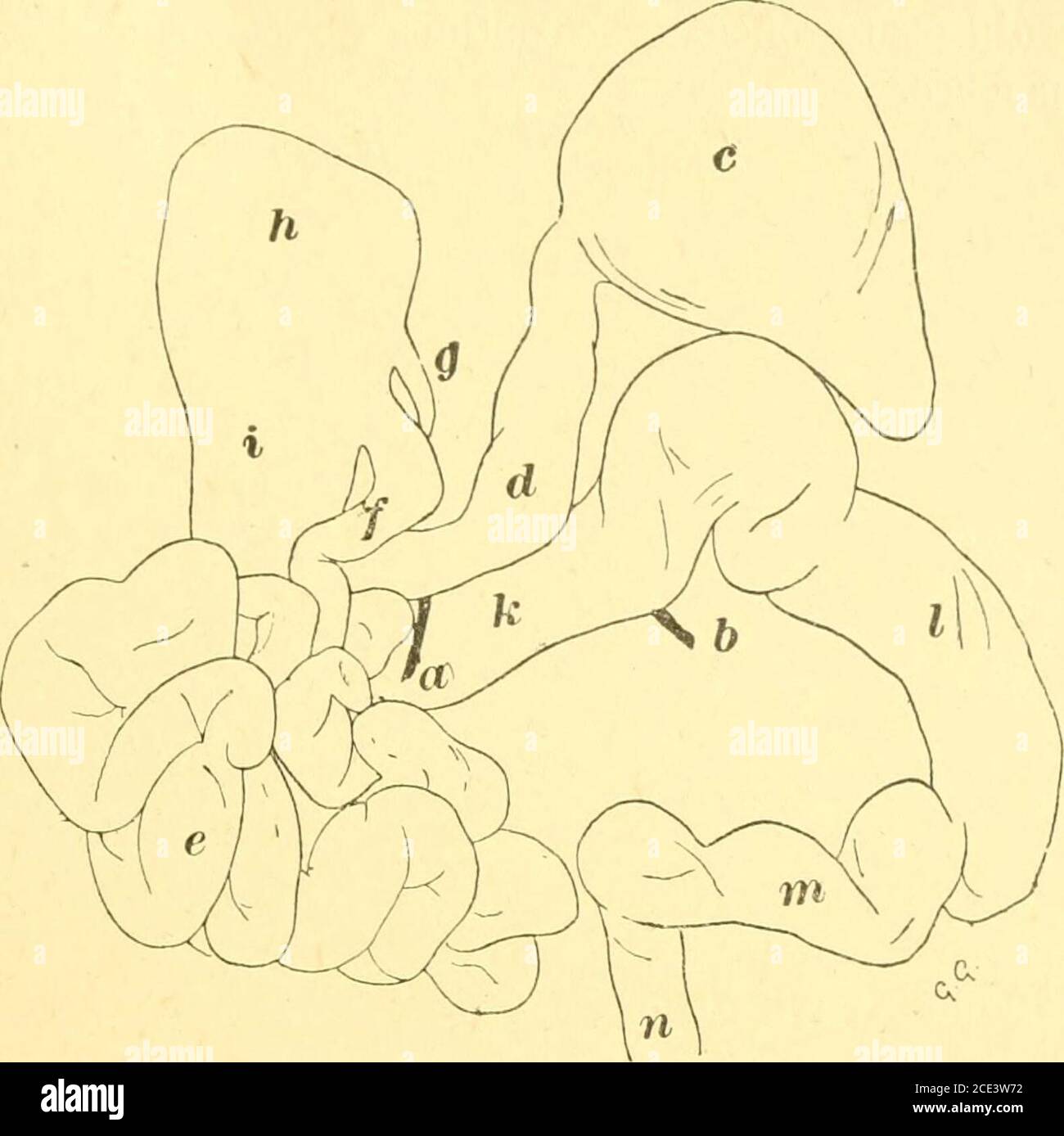 Colon retto immagini e fotografie stock ad alta risoluzione - Alamy