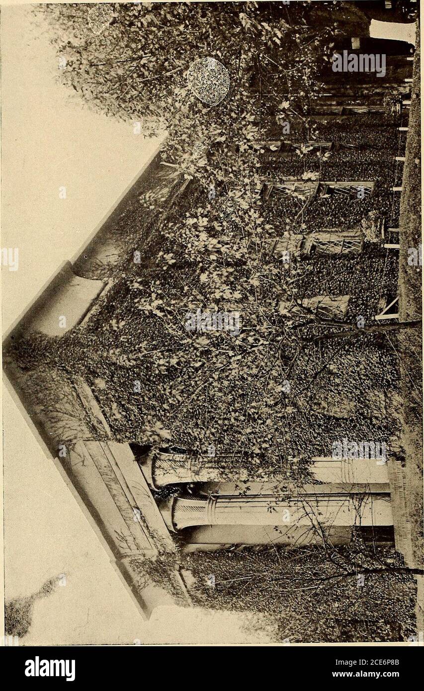 . Raggi X. u 244 OTomans; UFFICIALI del club Sig.na Cornelia Segar ...