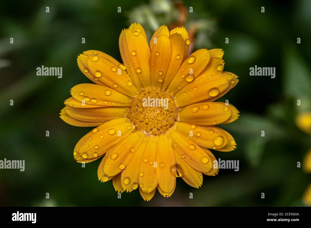 Fiore di calendula bagnata immagini e fotografie stock ad alta ...