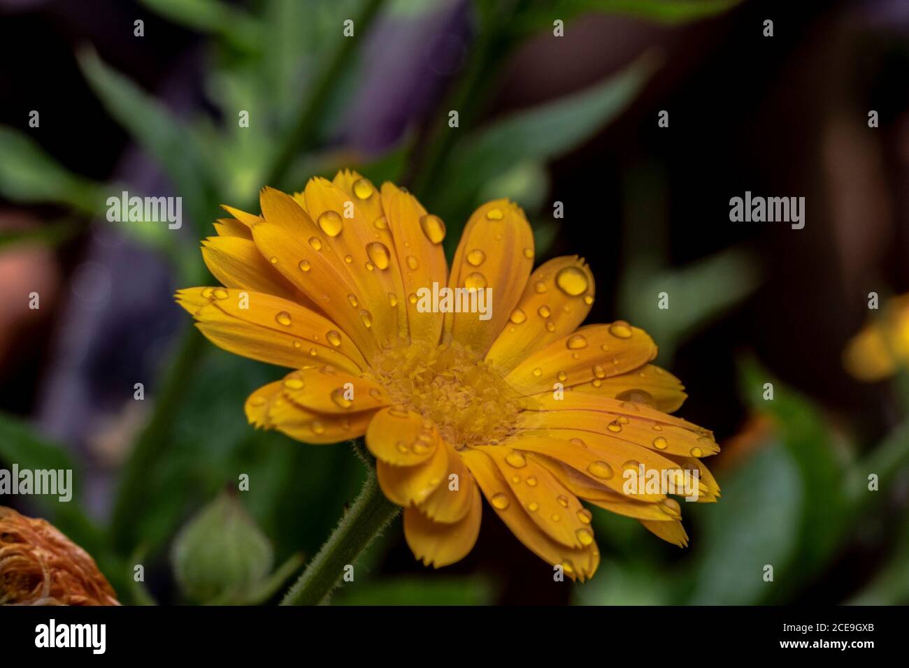 Fiore di calendula bagnata immagini e fotografie stock ad alta ...
