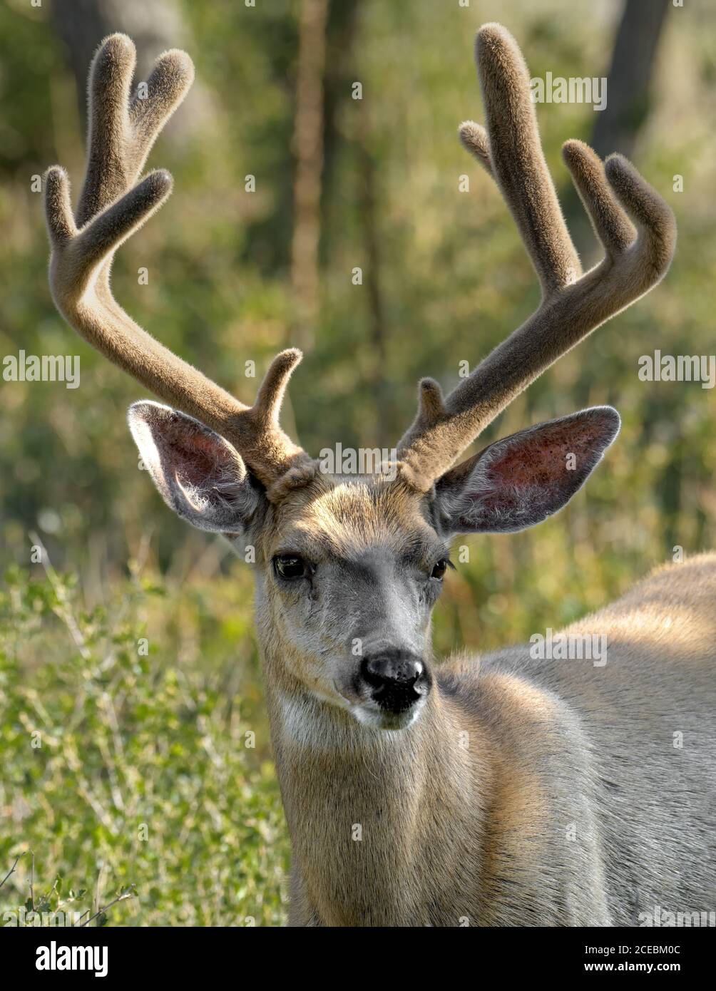 Un buck maschio maturo di cervo di mulo che cresce grande velvet ...