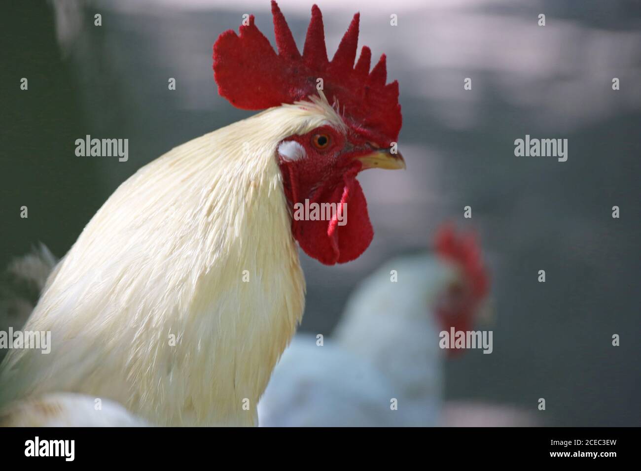 Gallico gallo immagini e fotografie stock ad alta risoluzione - Alamy