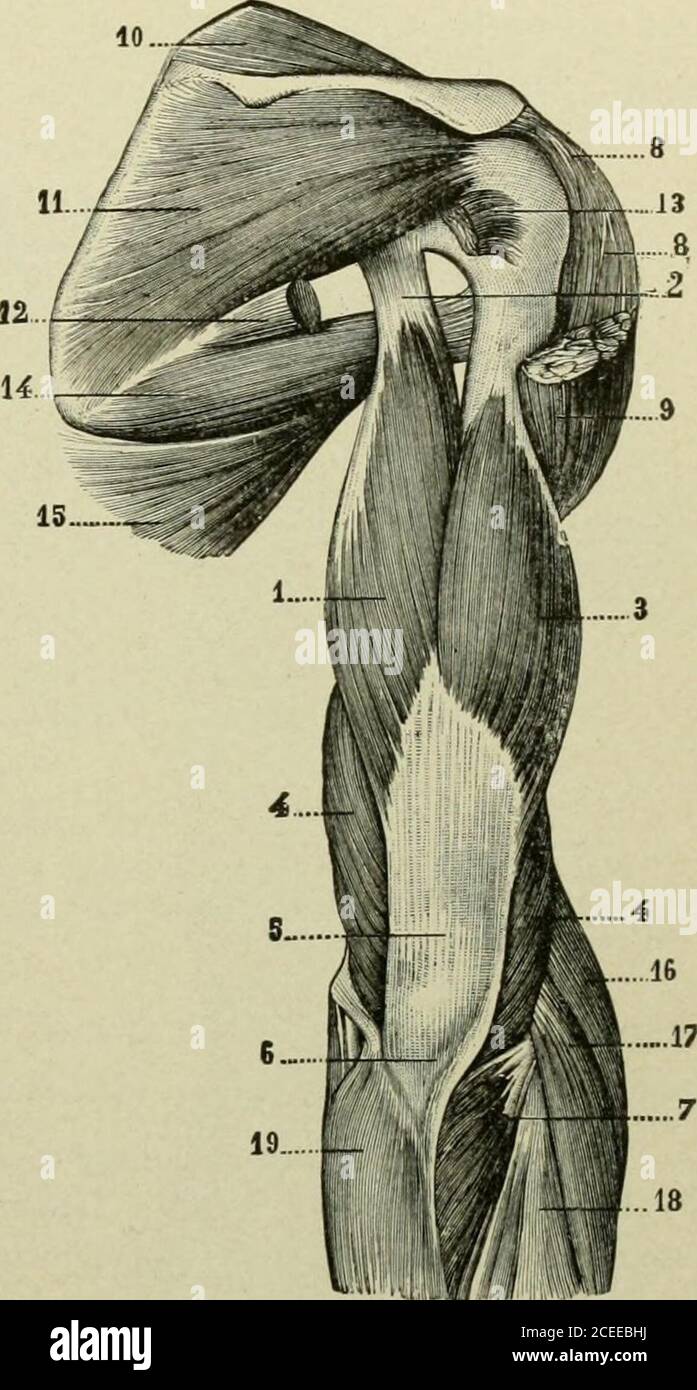 Nervo ascellare immagini e fotografie stock ad alta risoluzione ...