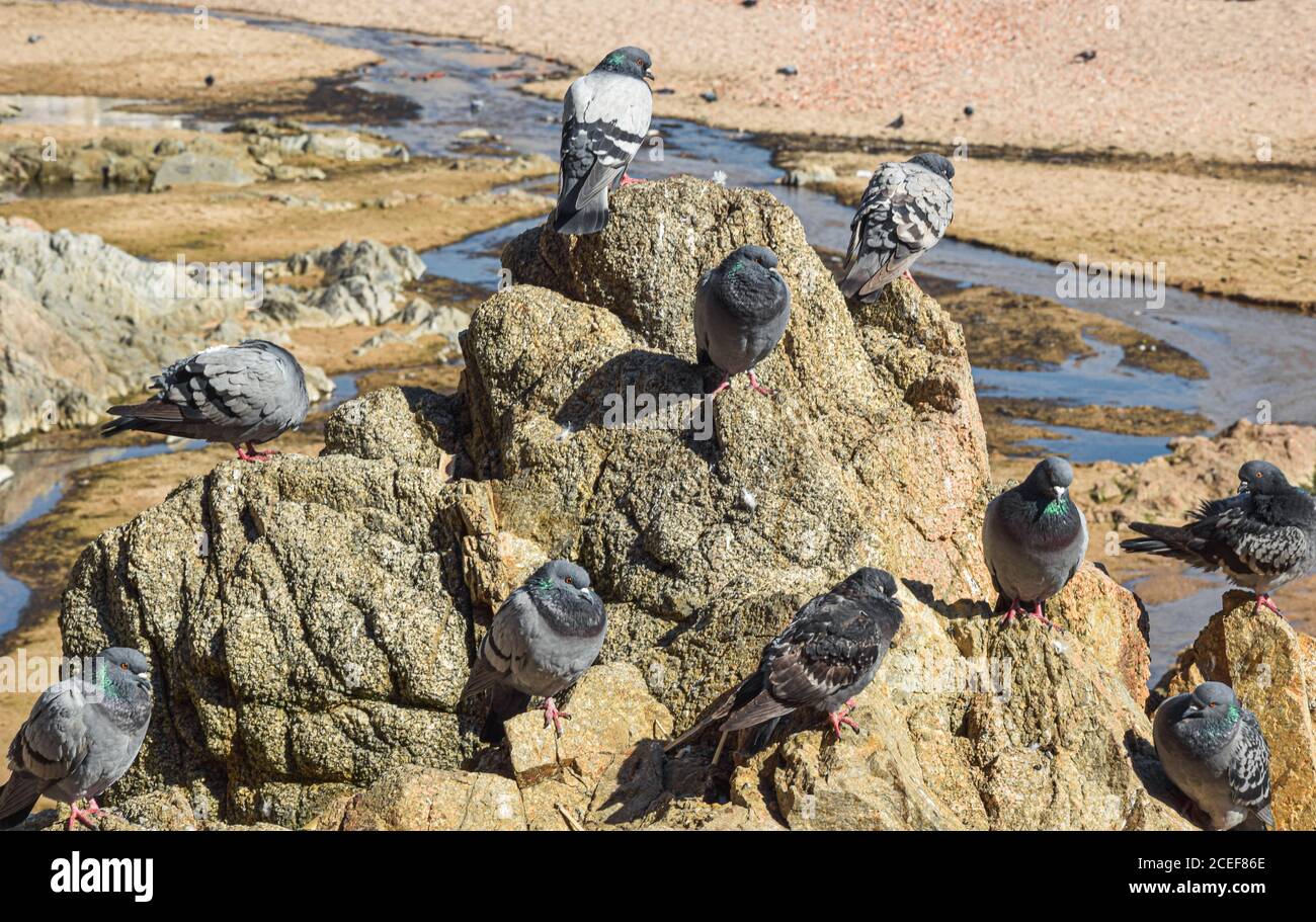 Piccioni della città immagini e fotografie stock ad alta risoluzione ...
