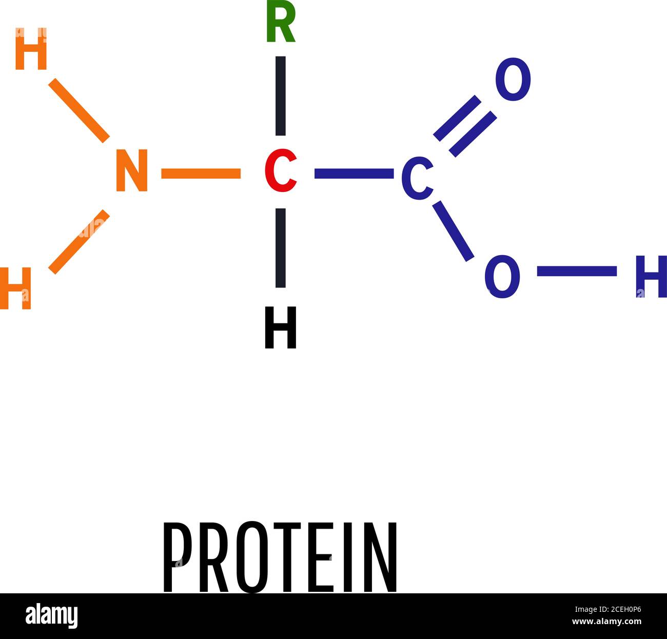 Proteine. Formula chimica strutturale e modello molecolare. Formula generale degli amminoacidi ...