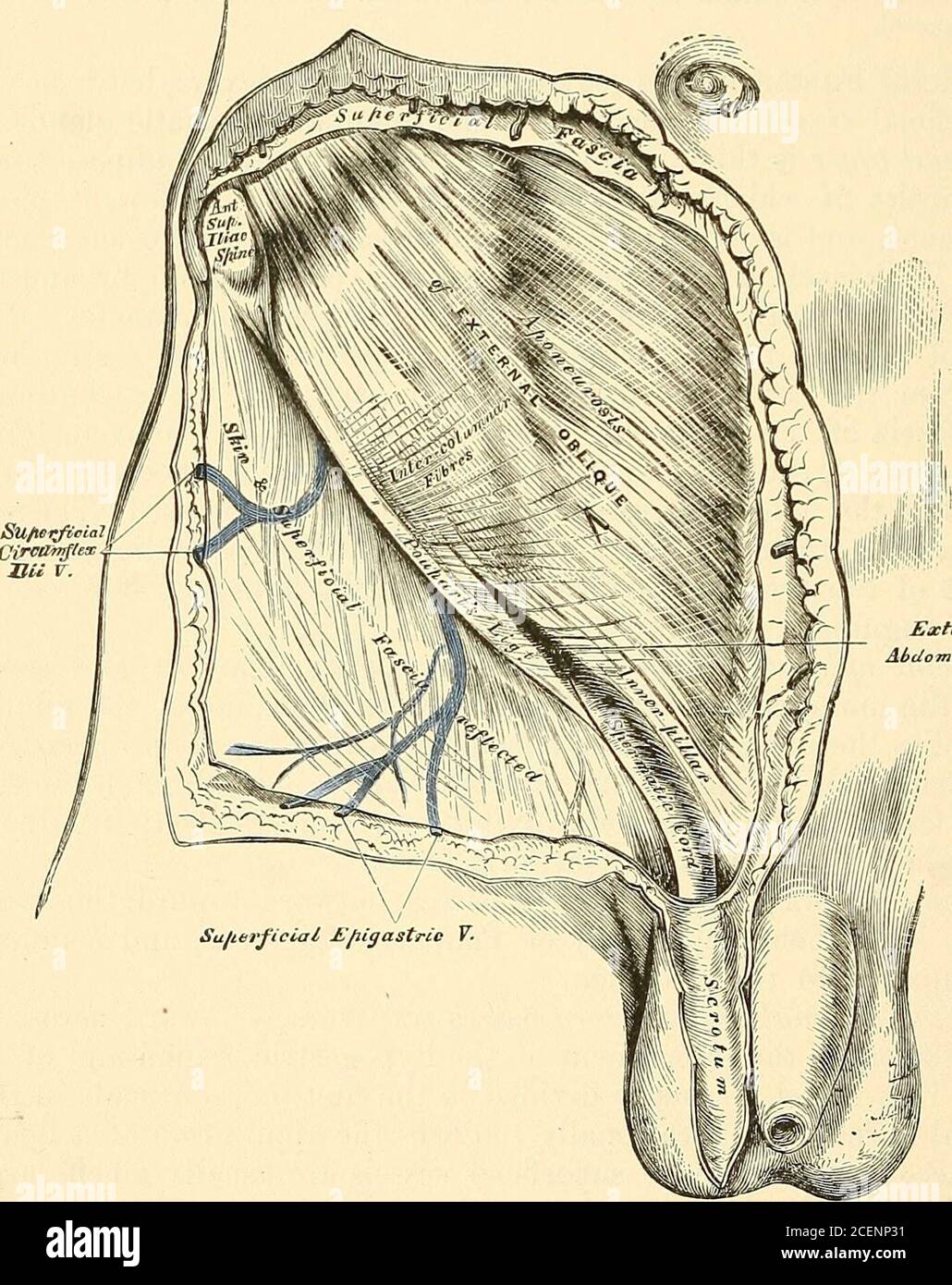 Ernia dello scroto inguinale immagini e fotografie stock ad alta ...