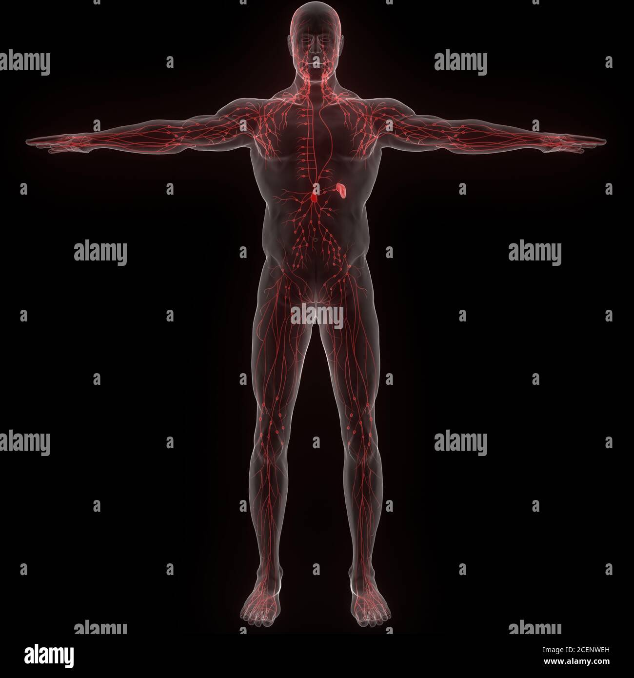 Anatomia dei linfonodi del sistema interno umano Foto stock - Alamy
