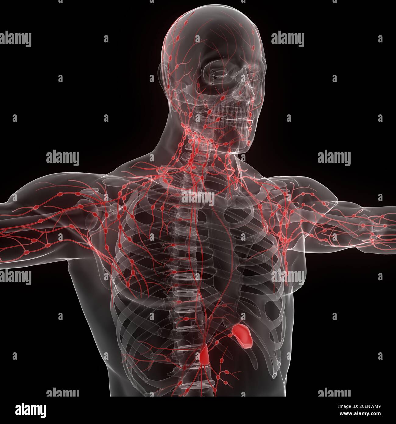 Anatomia dei linfonodi del sistema interno umano Foto stock - Alamy