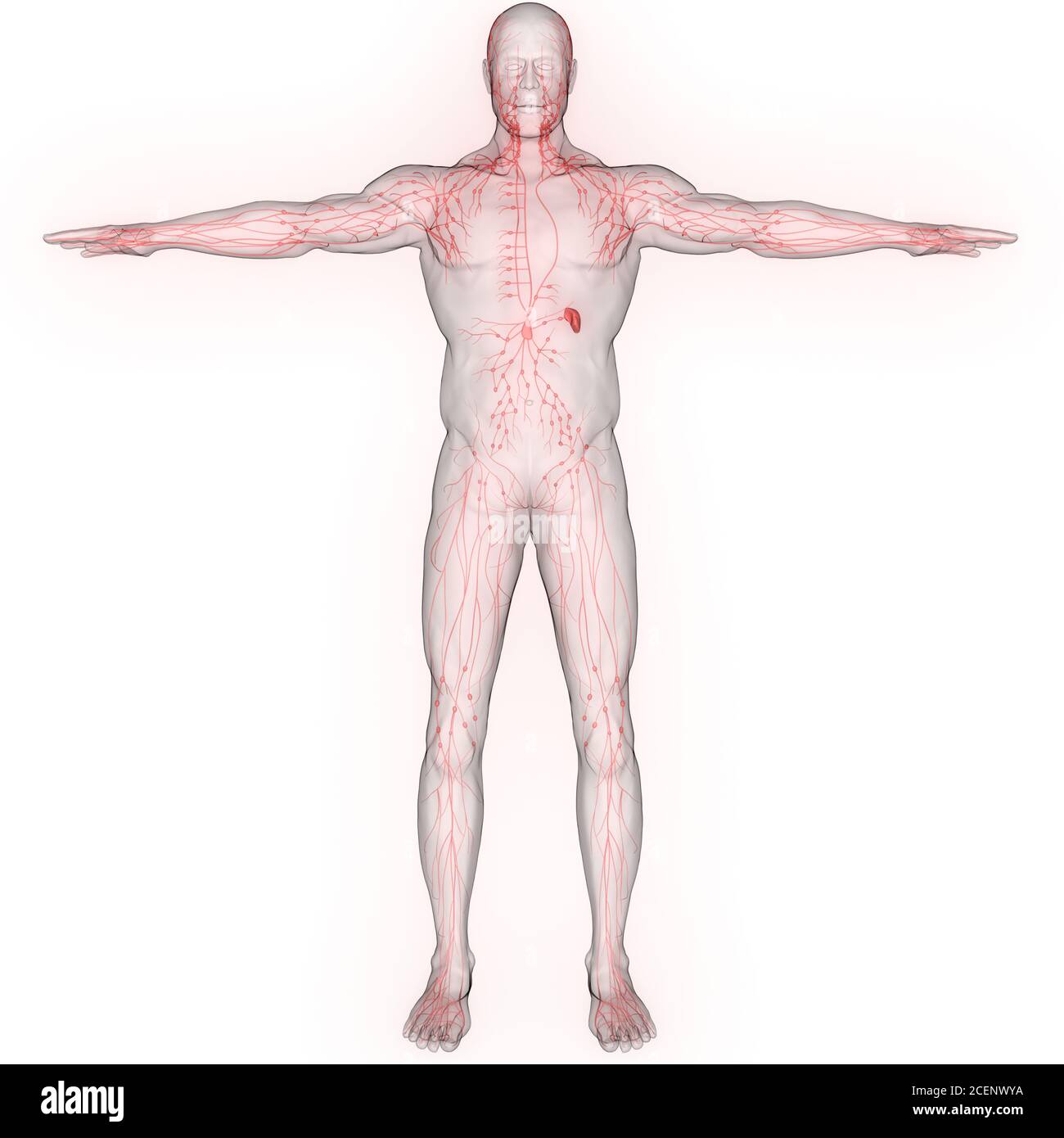 Anatomia dei linfonodi del sistema interno umano Foto stock - Alamy