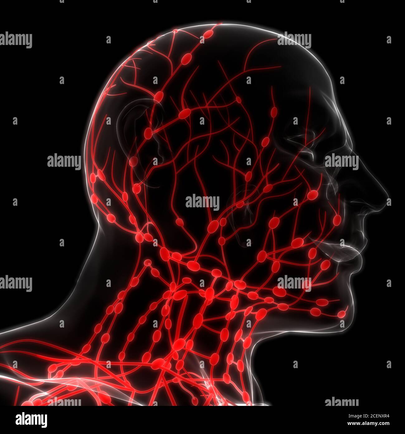 Anatomia dei linfonodi del sistema interno umano Foto stock - Alamy