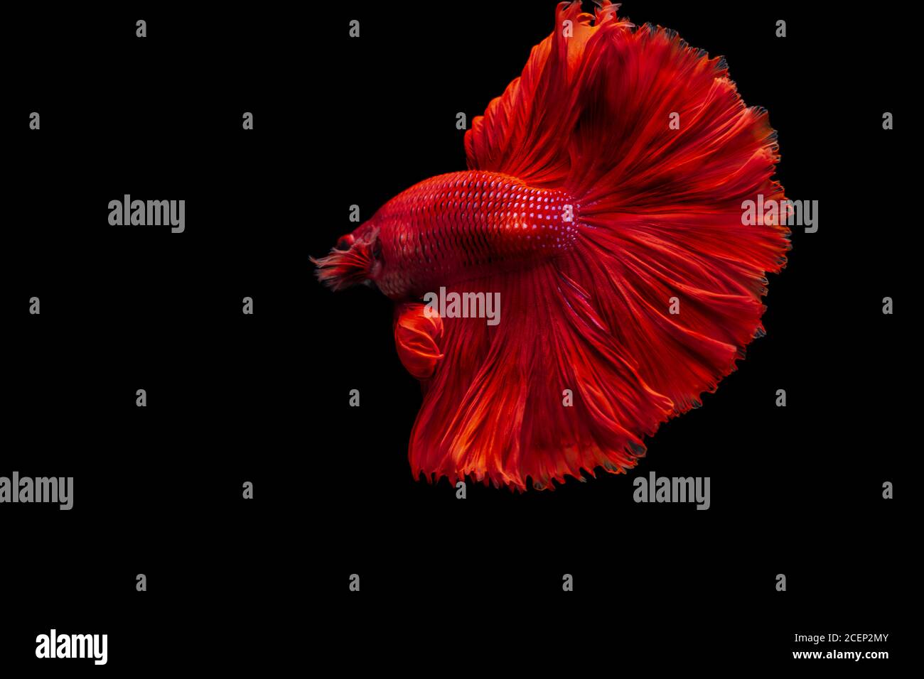 Pesce combattente siamese betta splendens immagini e fotografie stock ad alta risoluzione - Alamy
