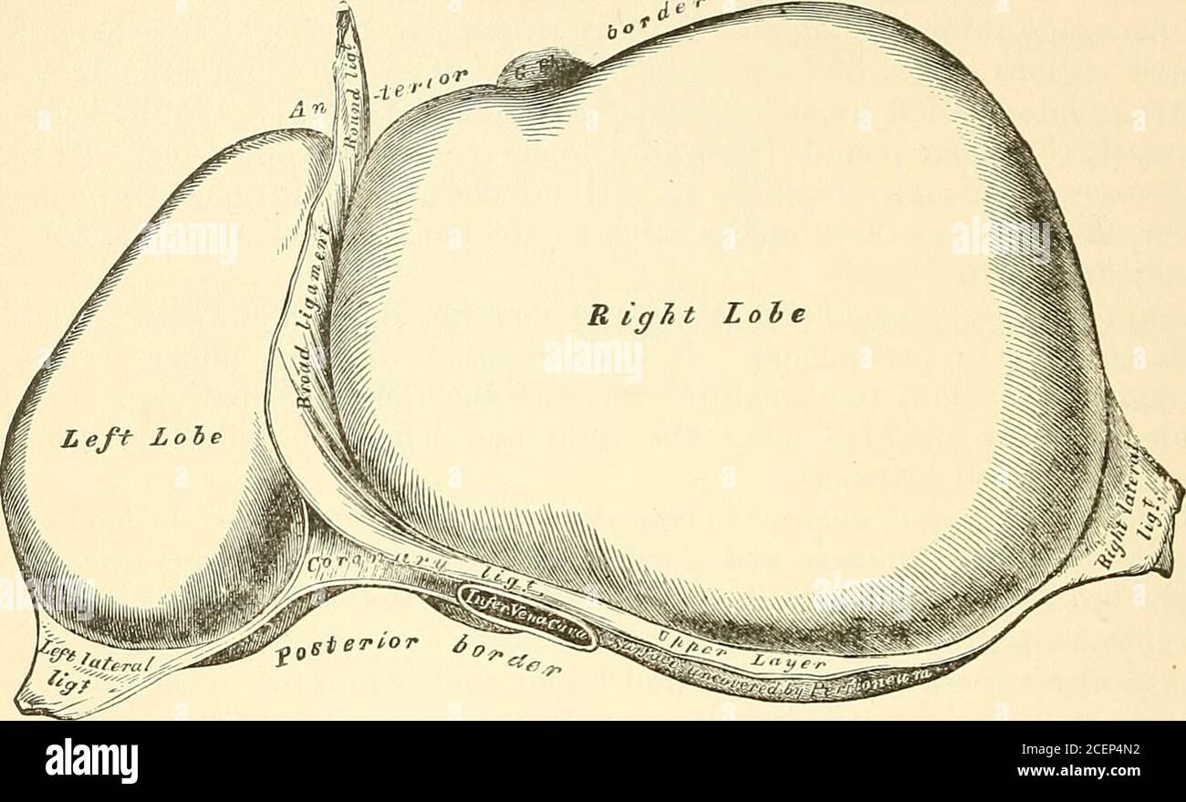 . Anatomia, descrittiva e chirurgica. Del peritoneo: Il quinto, il ...