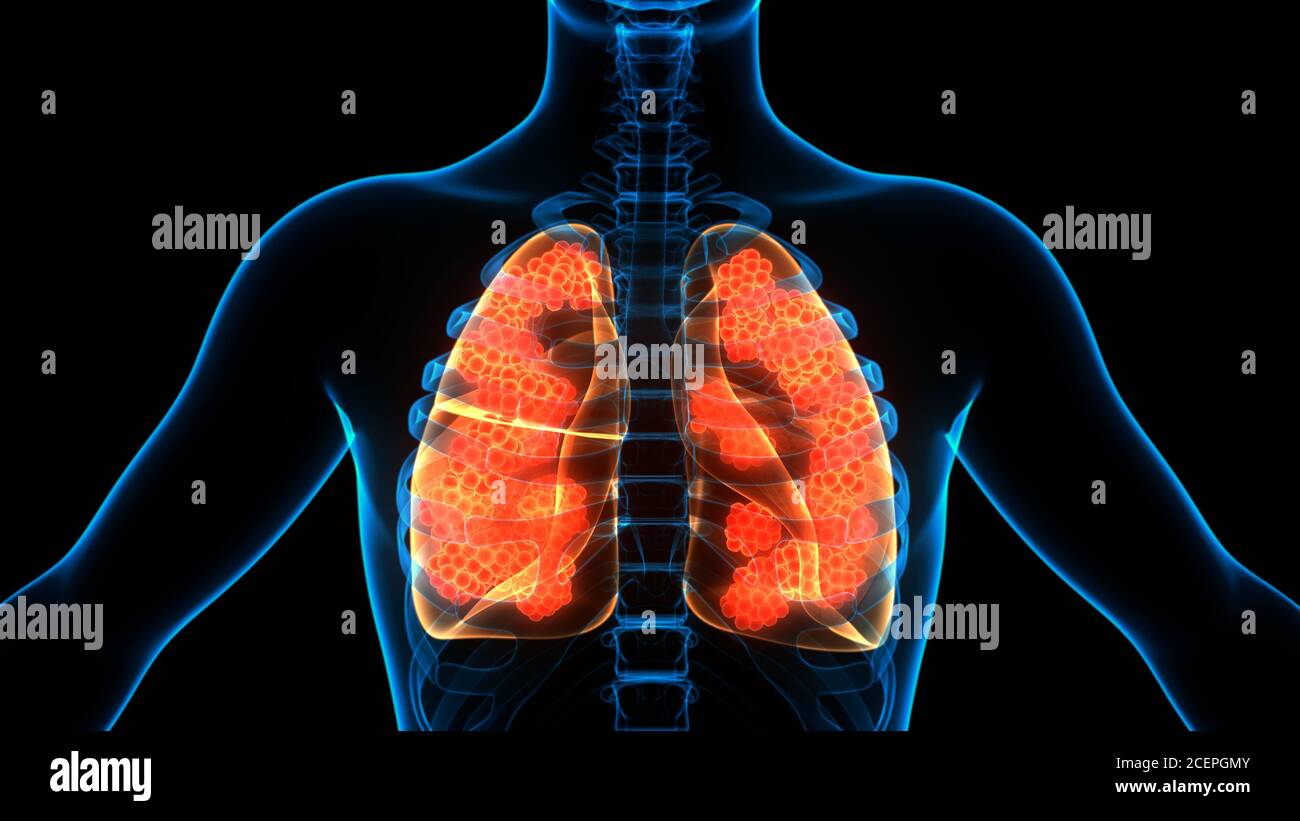 Alveoli dei polmoni umani immagini e fotografie stock ad alta ...