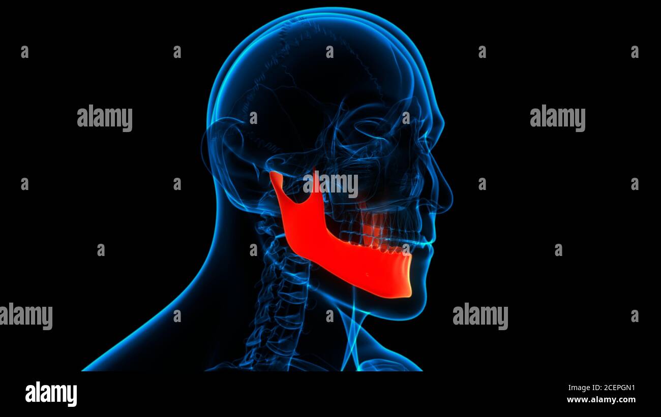Sistema del scheletro umano parti ossee del cranio Anatomia Foto stock ...