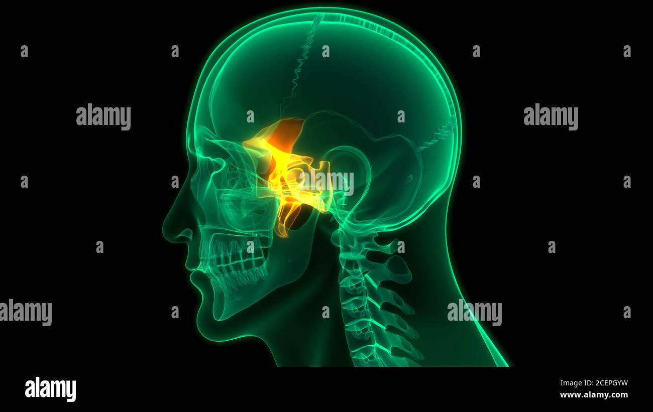 Sistema del scheletro umano parti ossee del cranio Anatomia Foto stock ...