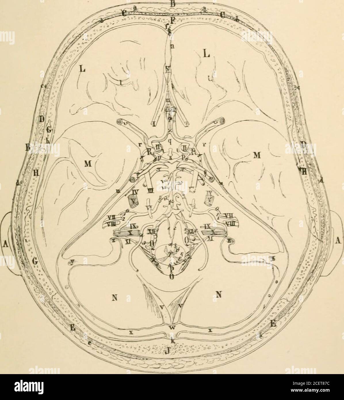 . Elementi essenziali della fisiologia, disposti sotto forma di domande ...
