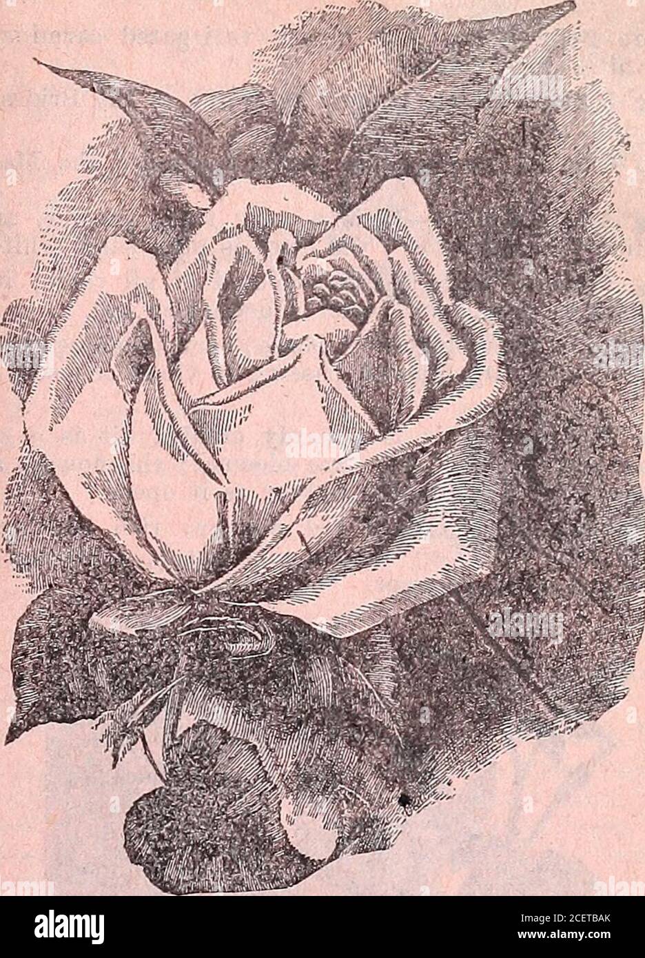 . Catalogo annuale 1906 / otto Schwill & Co. Maman Cochet. IL GRANDE ...