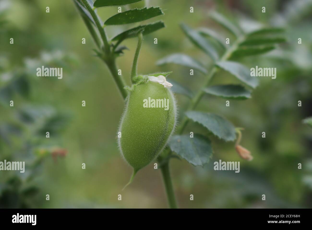 Come Coltivare La Pianta Di Piselli Immagini e Fotos Stock - Alamy