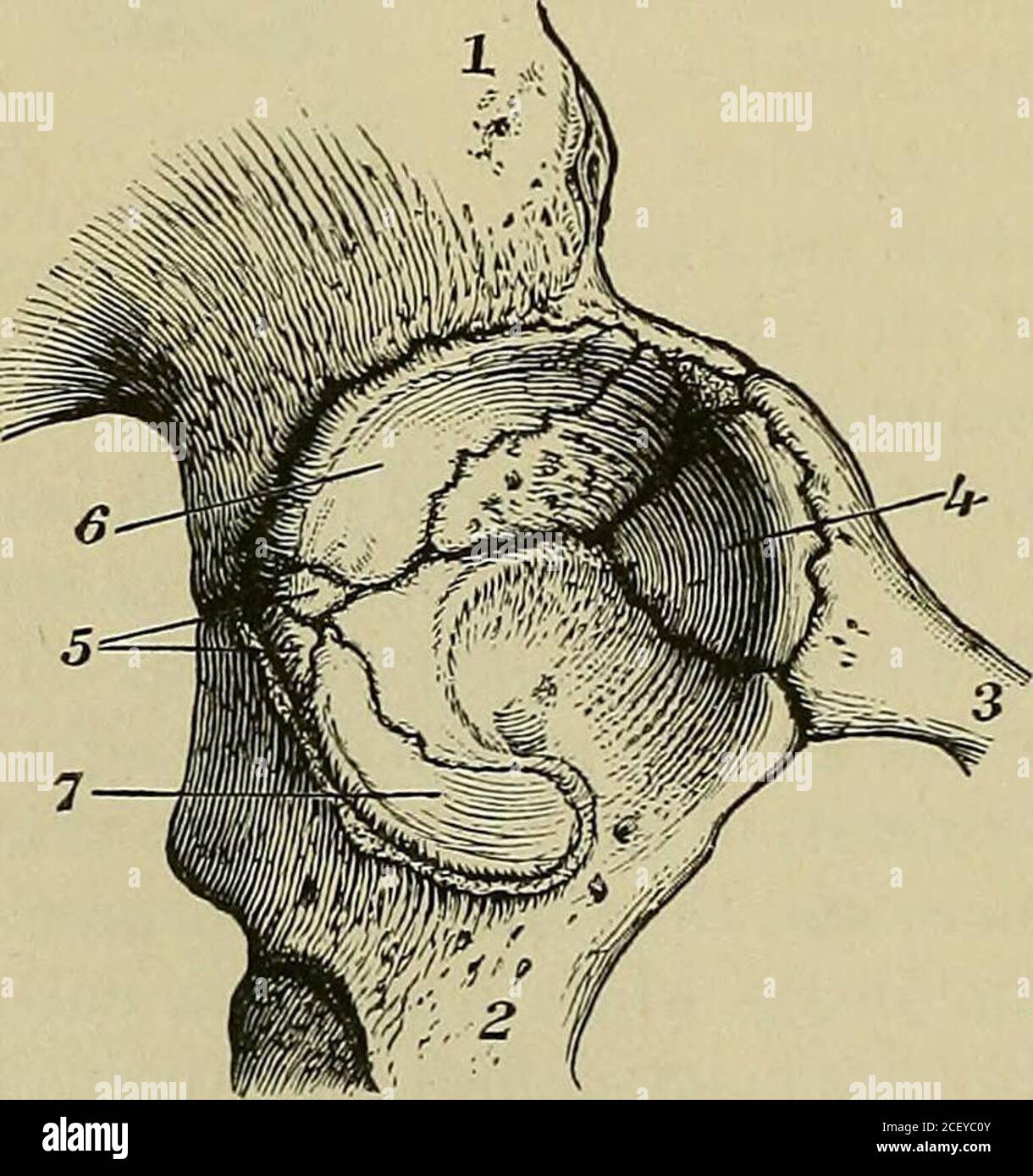 Tuberosità ischiatica immagini e fotografie stock ad alta risoluzione ...