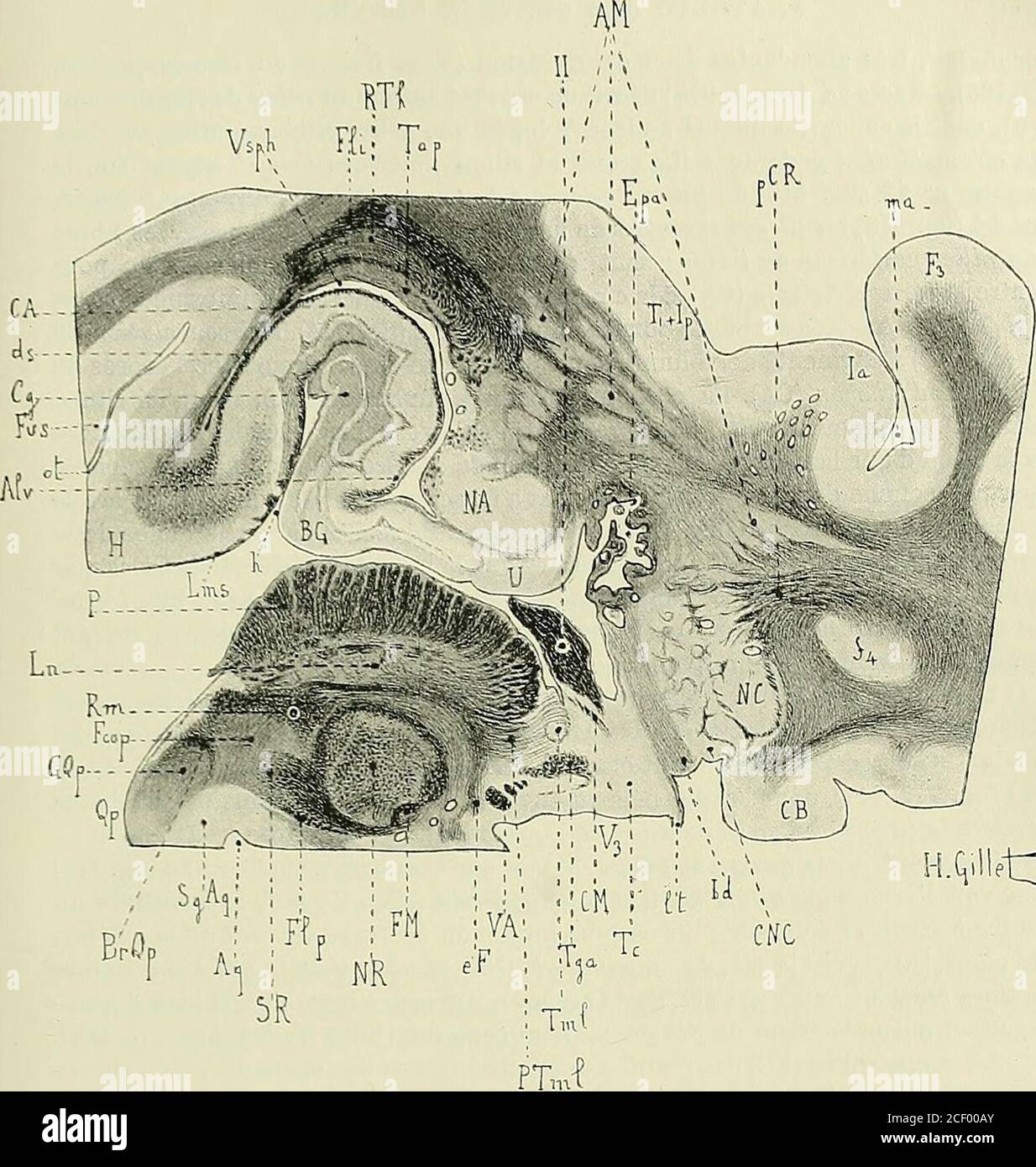 . Anatomie des centres nerveux. o-interne de la couche optique (pith ...