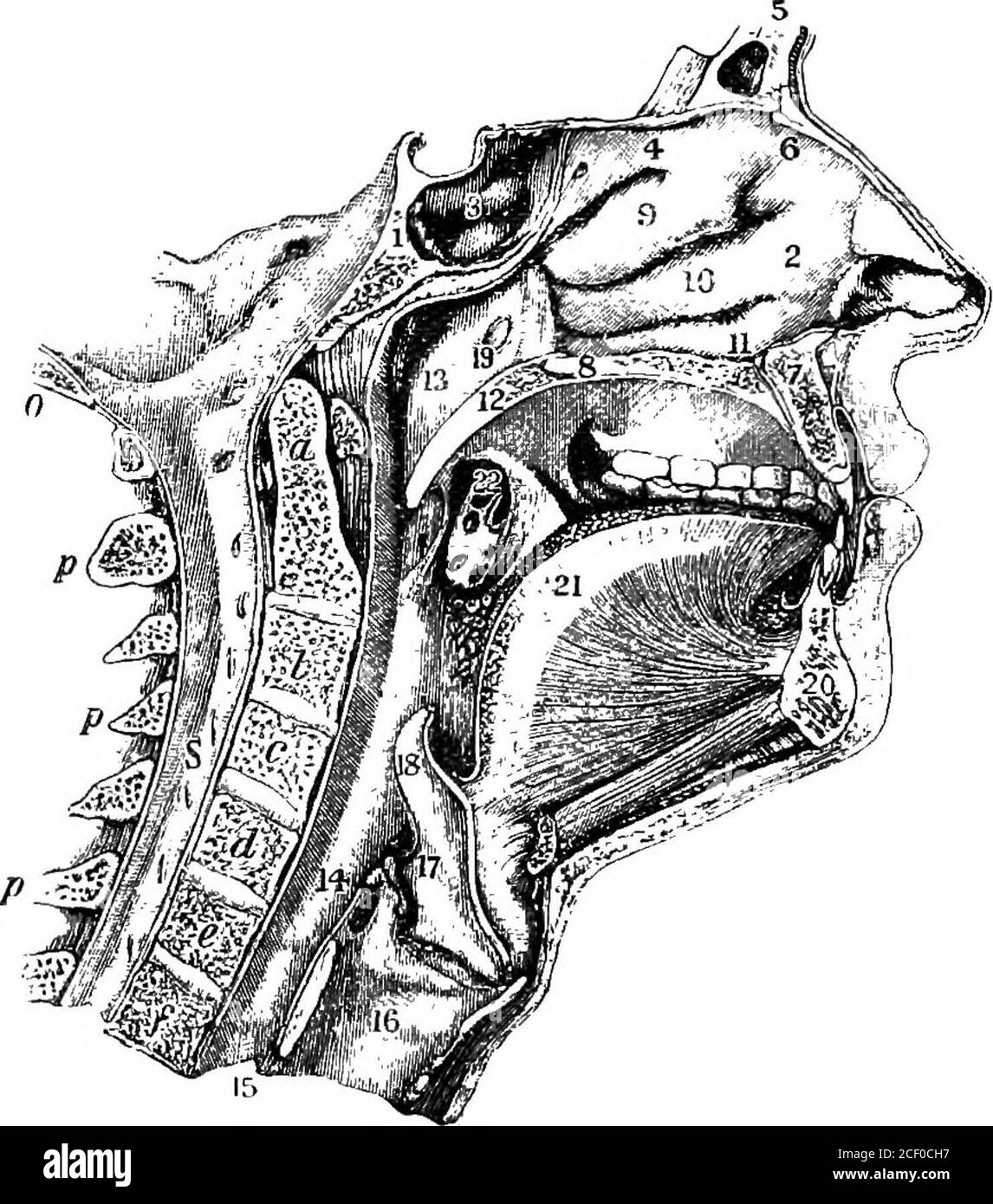 . Fisiologia umana le pareti destra e sinistra sono formate dalle ossa ...