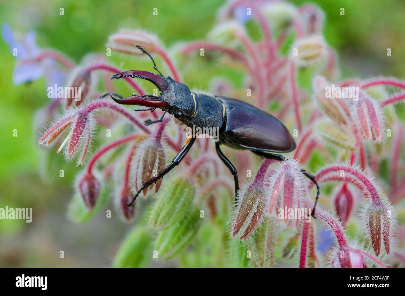 Cervo volante femmina immagini e fotografie stock ad alta risoluzione ...