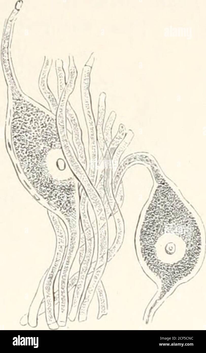 . Il microscopio e le sue rivelazioni. FIG. 787.-struttura della fibra ...