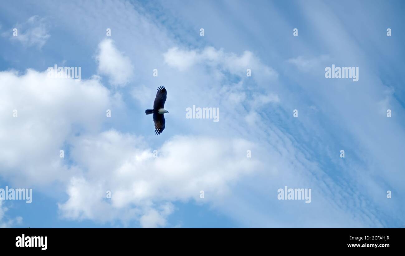 Testa bianca aquila di mare immagini e fotografie stock ad alta ...