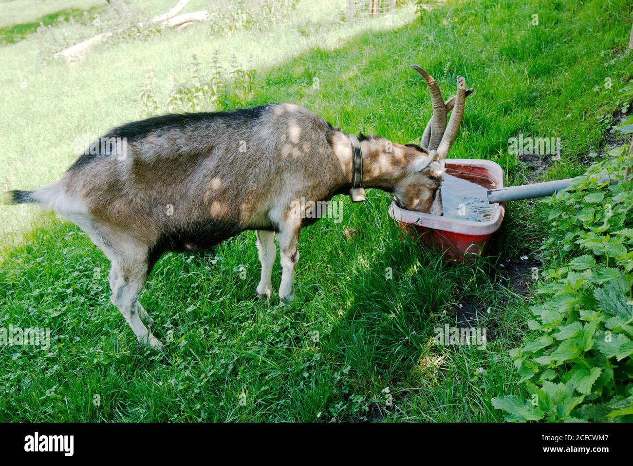 Capra hircus a quattro corna e capra immagini e fotografie stock ad ...