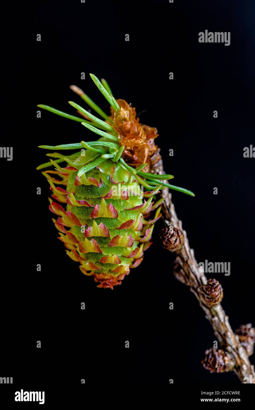 Alberi da seme di larice immagini e fotografie stock ad alta ...