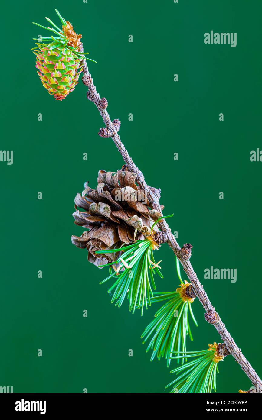 Alberi da seme di larice immagini e fotografie stock ad alta ...