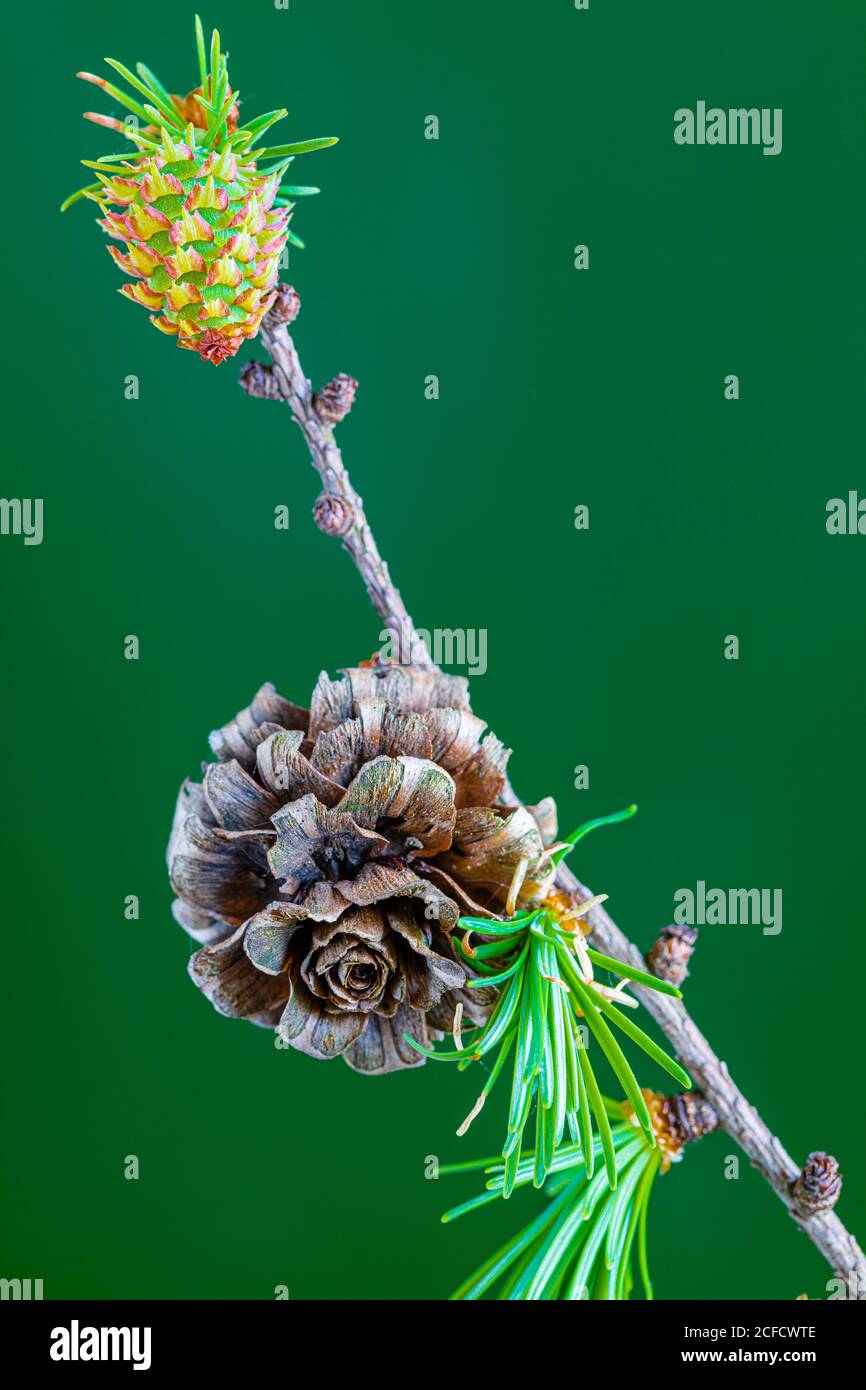 Alberi da seme di larice immagini e fotografie stock ad alta ...